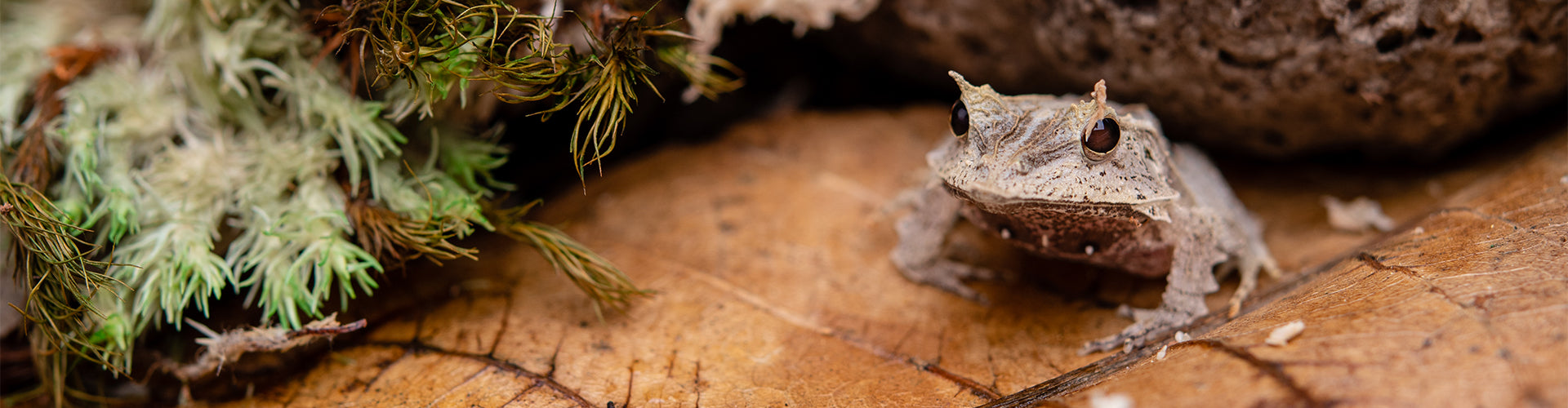 Leaf Litter – Northern Gecko Inc