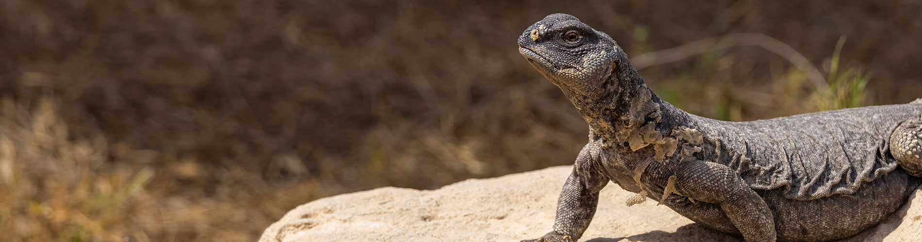 Heat Elements – Northern Gecko Inc