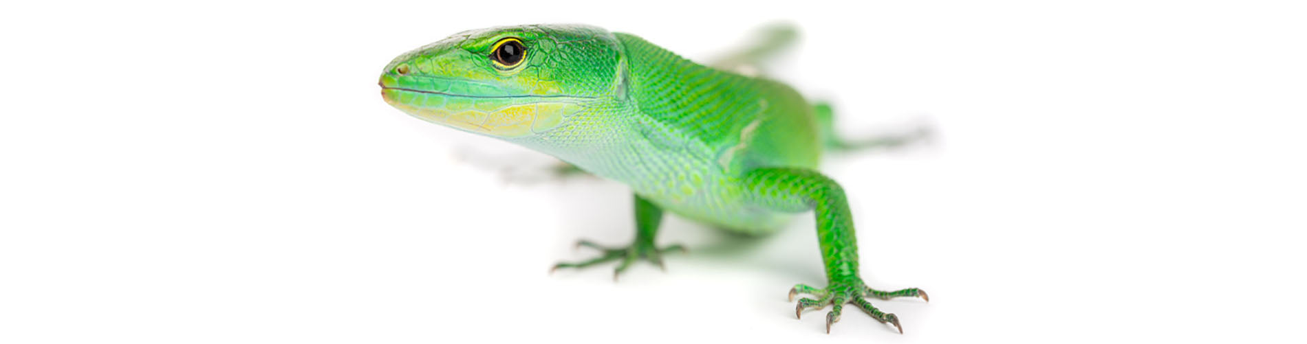 LED Lighting – Northern Gecko Inc