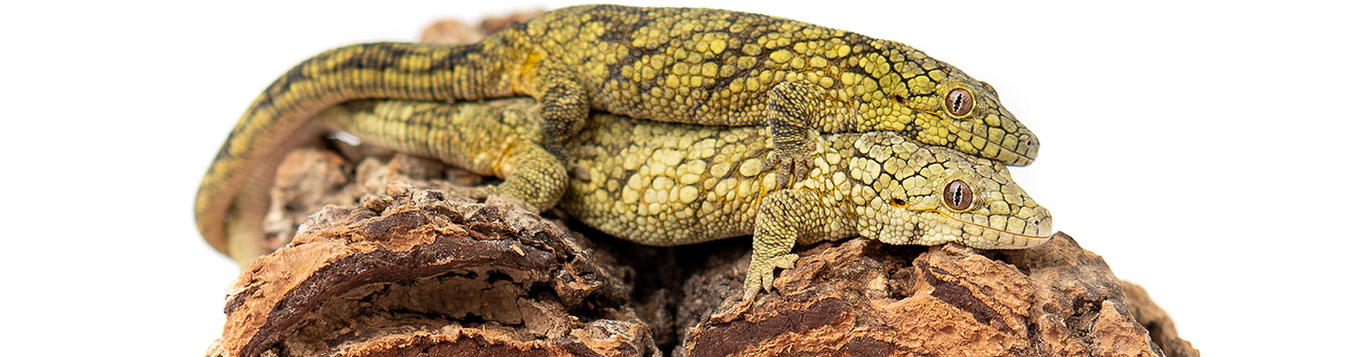 Bauer’s Chameleon Geckos – Northern Gecko Inc