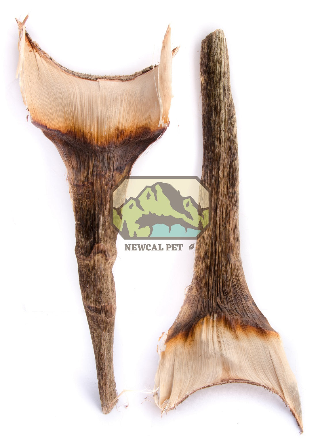 NewCal Agave Leaf - 2 Pack – Northern Gecko Inc