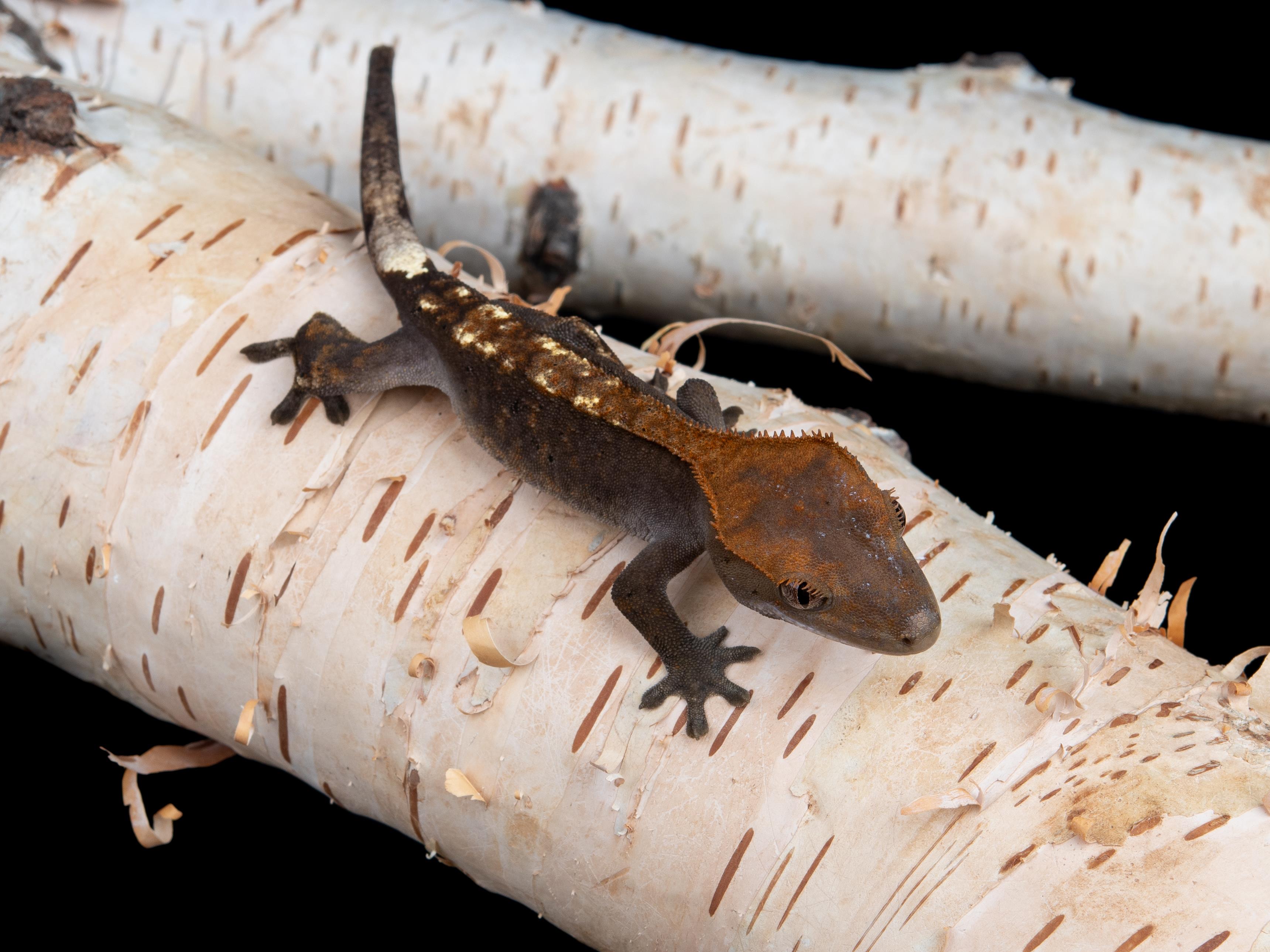 RTB Male Cappuccino (CAP-1012-16) – Northern Gecko Inc