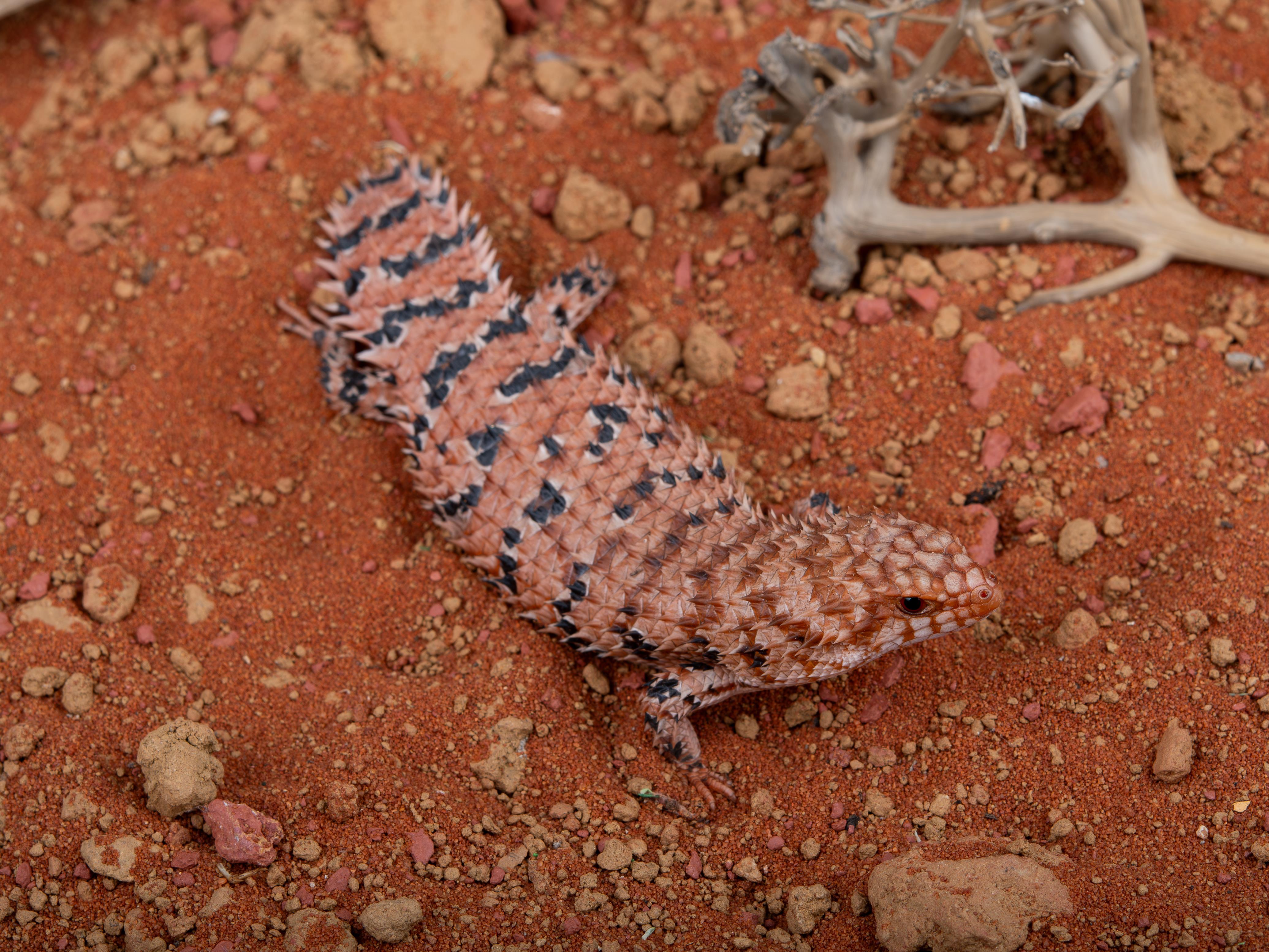 Unsexed Egernia Epsisolus(NGEE-G2-1205-9) – Northern Gecko Inc