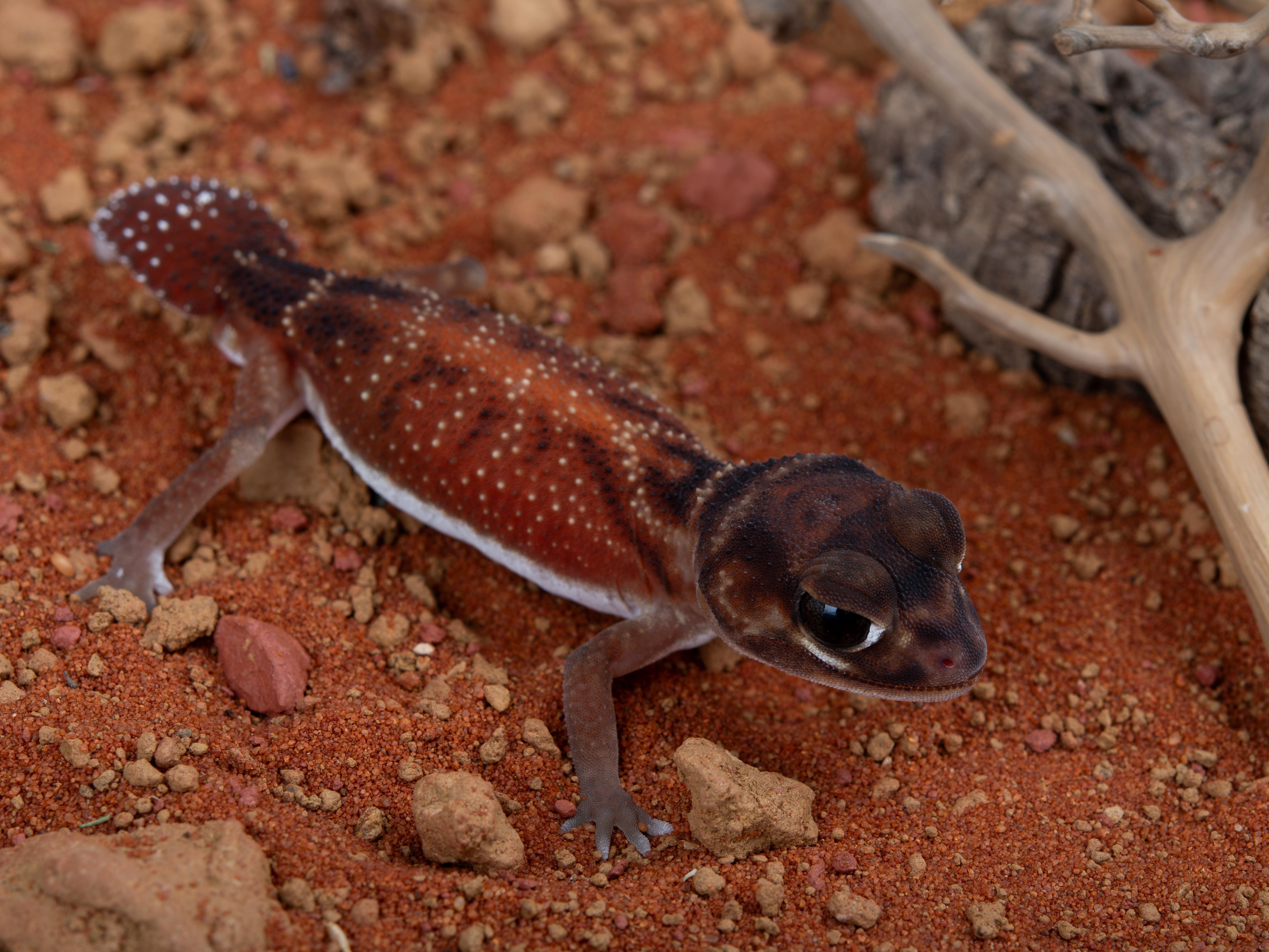 Double Het Albino Patternless (NGNLP-(ALP)-1) – Northern Gecko Inc