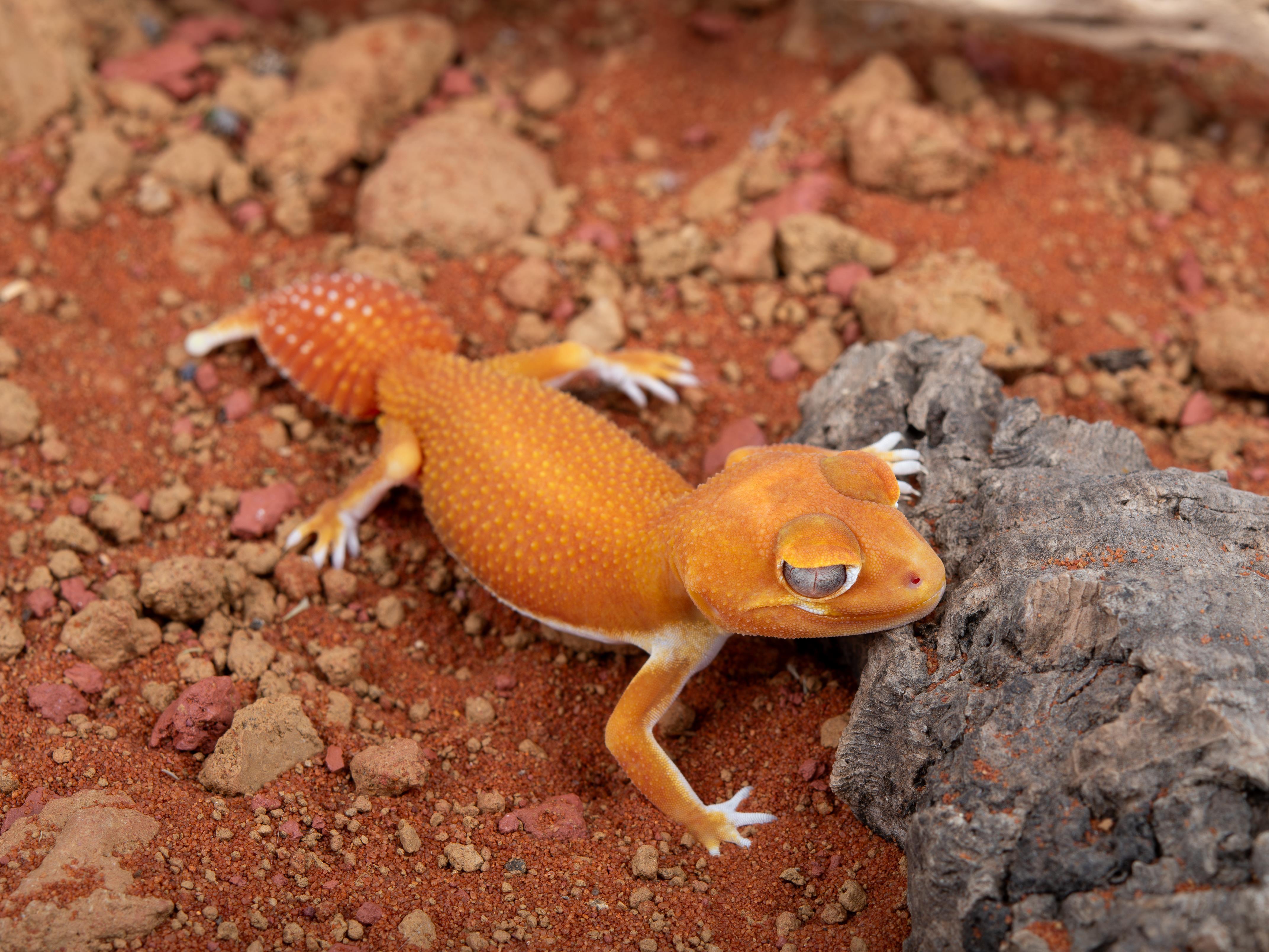 Albino Patternless (NGNLP-ALP-4) – Northern Gecko Inc