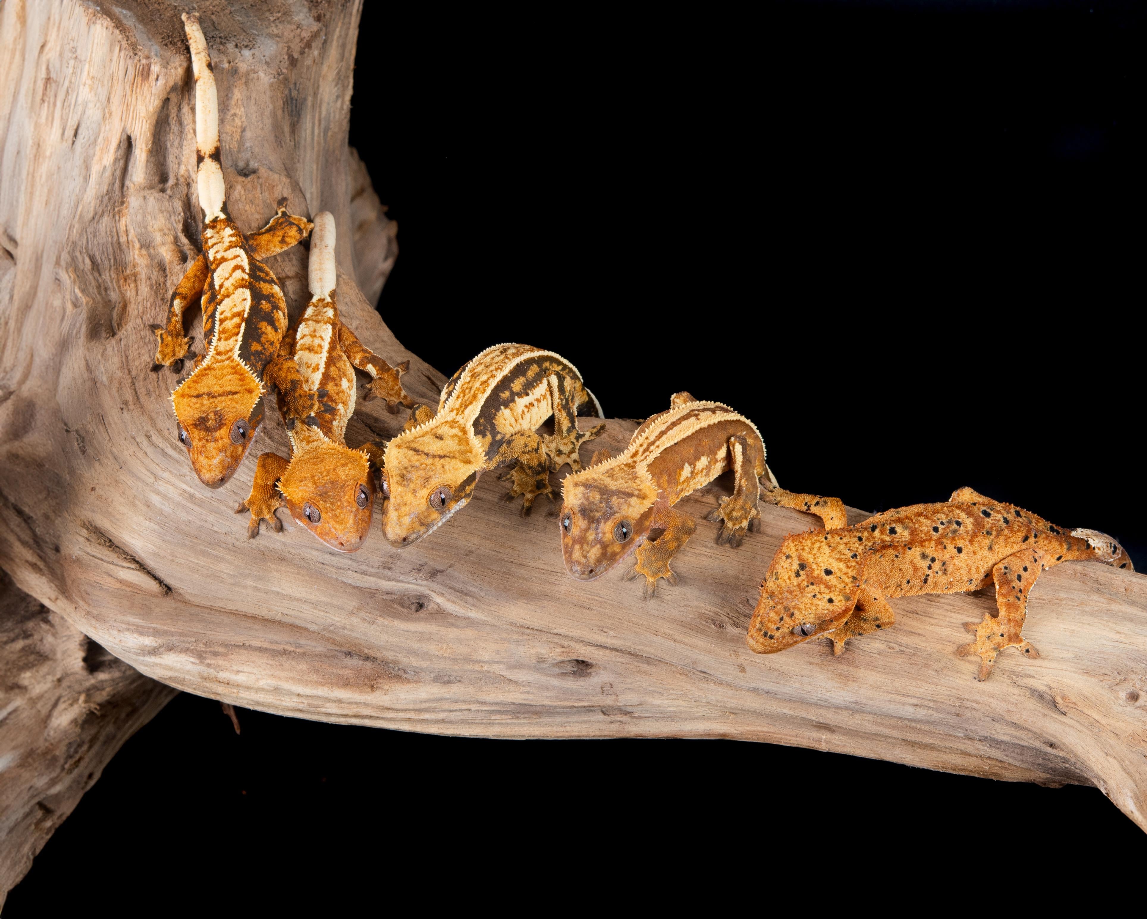 Unsexed 5 Lot of Crested Geckos (NG-0530-2) – Northern Gecko Inc