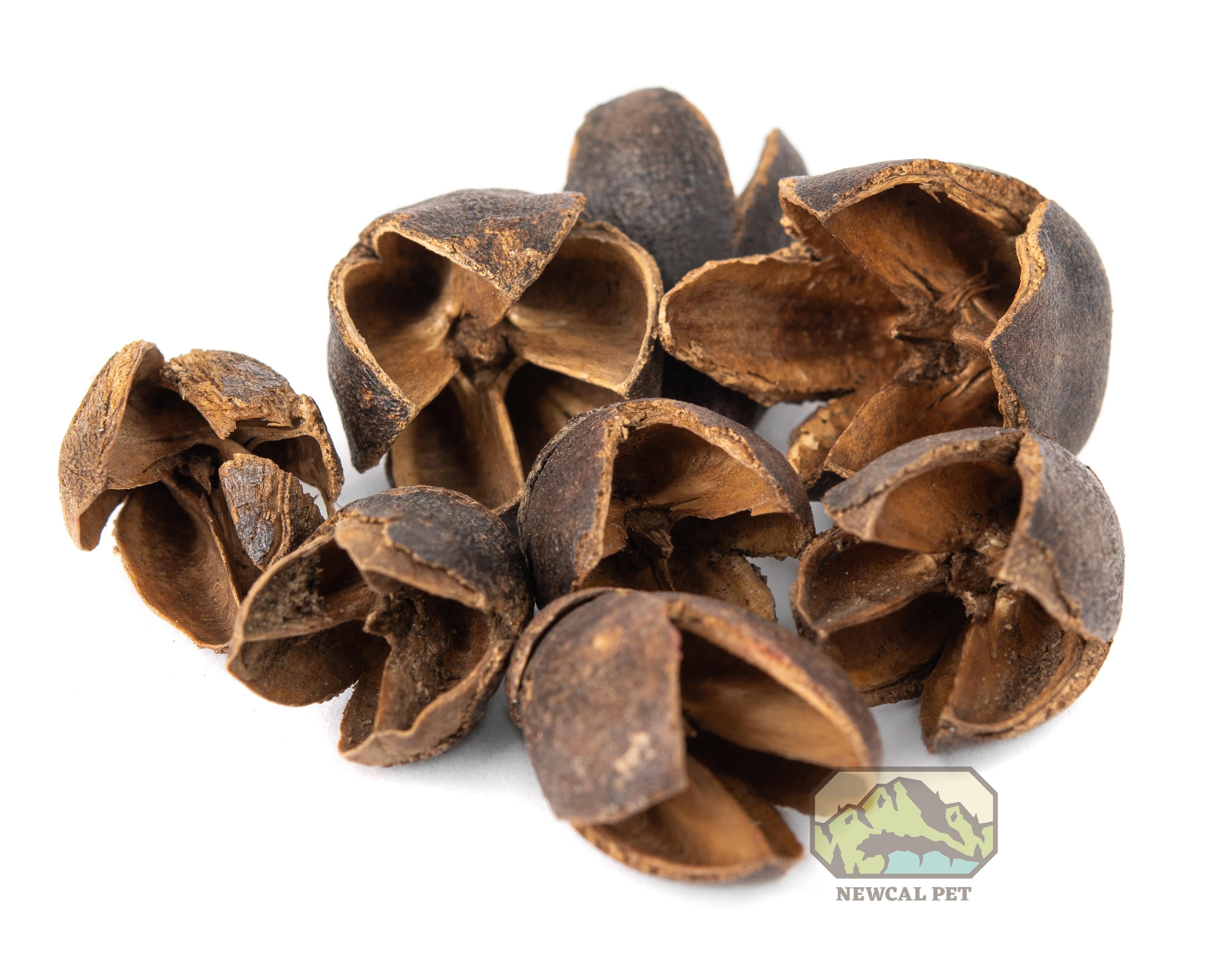 NewCal Bakuli Pods, 1oz. – Northern Gecko Inc