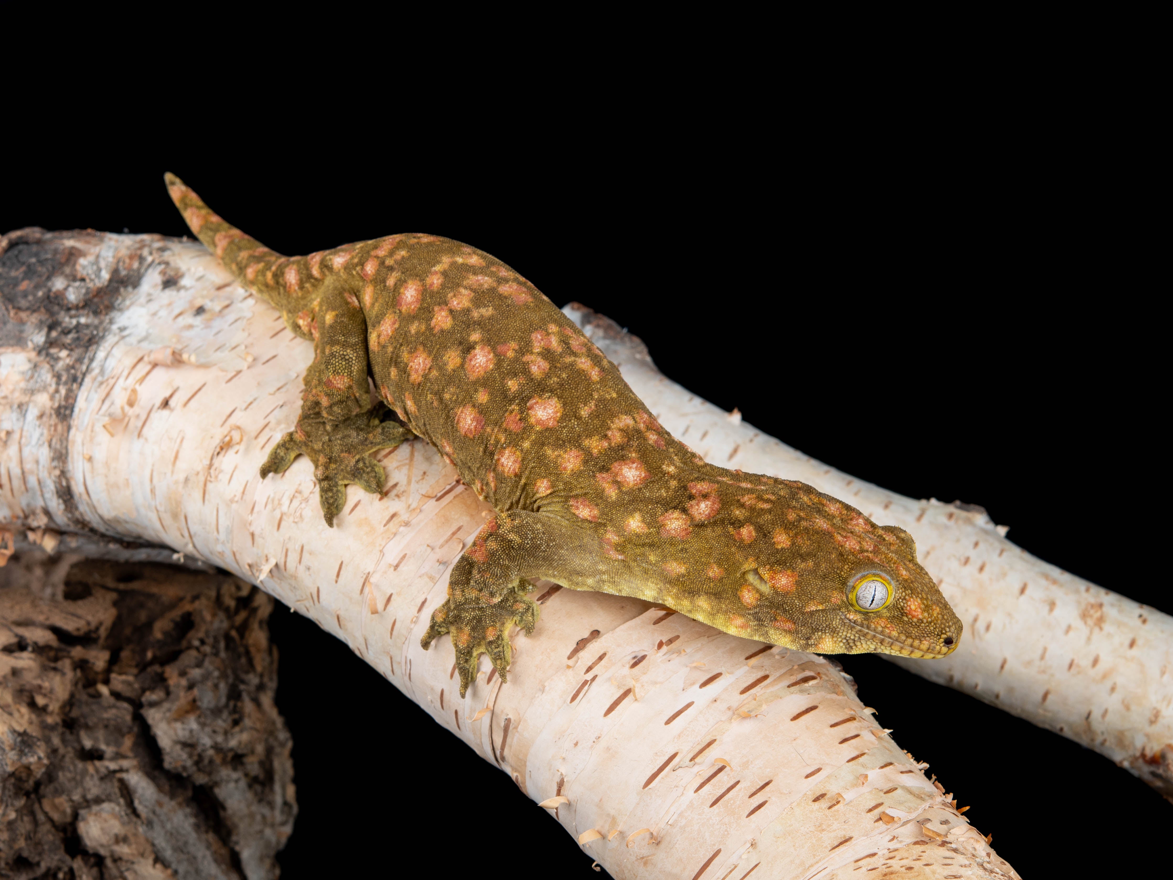 Male Lieberman Super High Colour Shcl 1126 2 Northern Gecko Inc