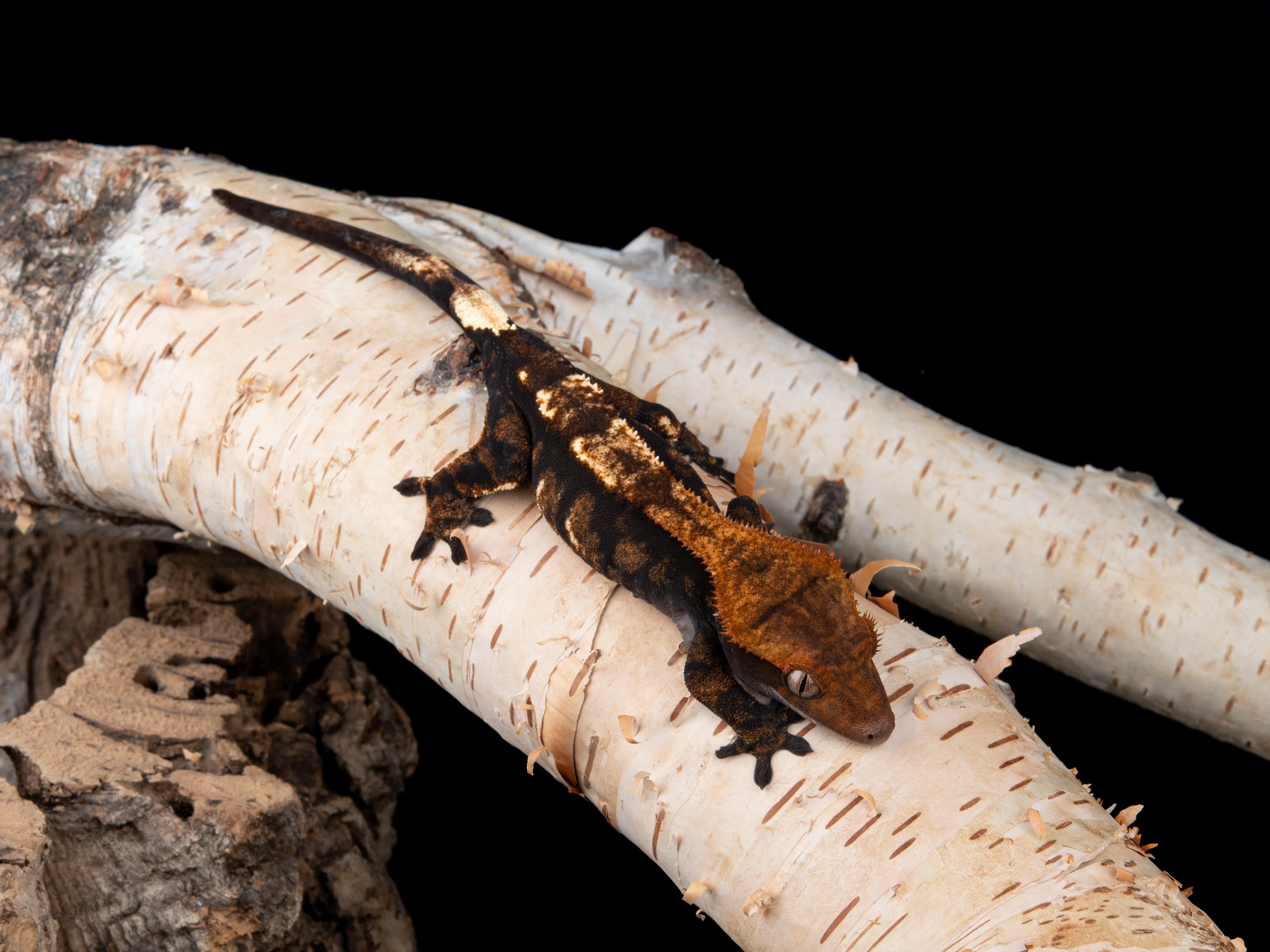 Female RCK Cappuccino (CAP-0422-4) – Northern Gecko Inc