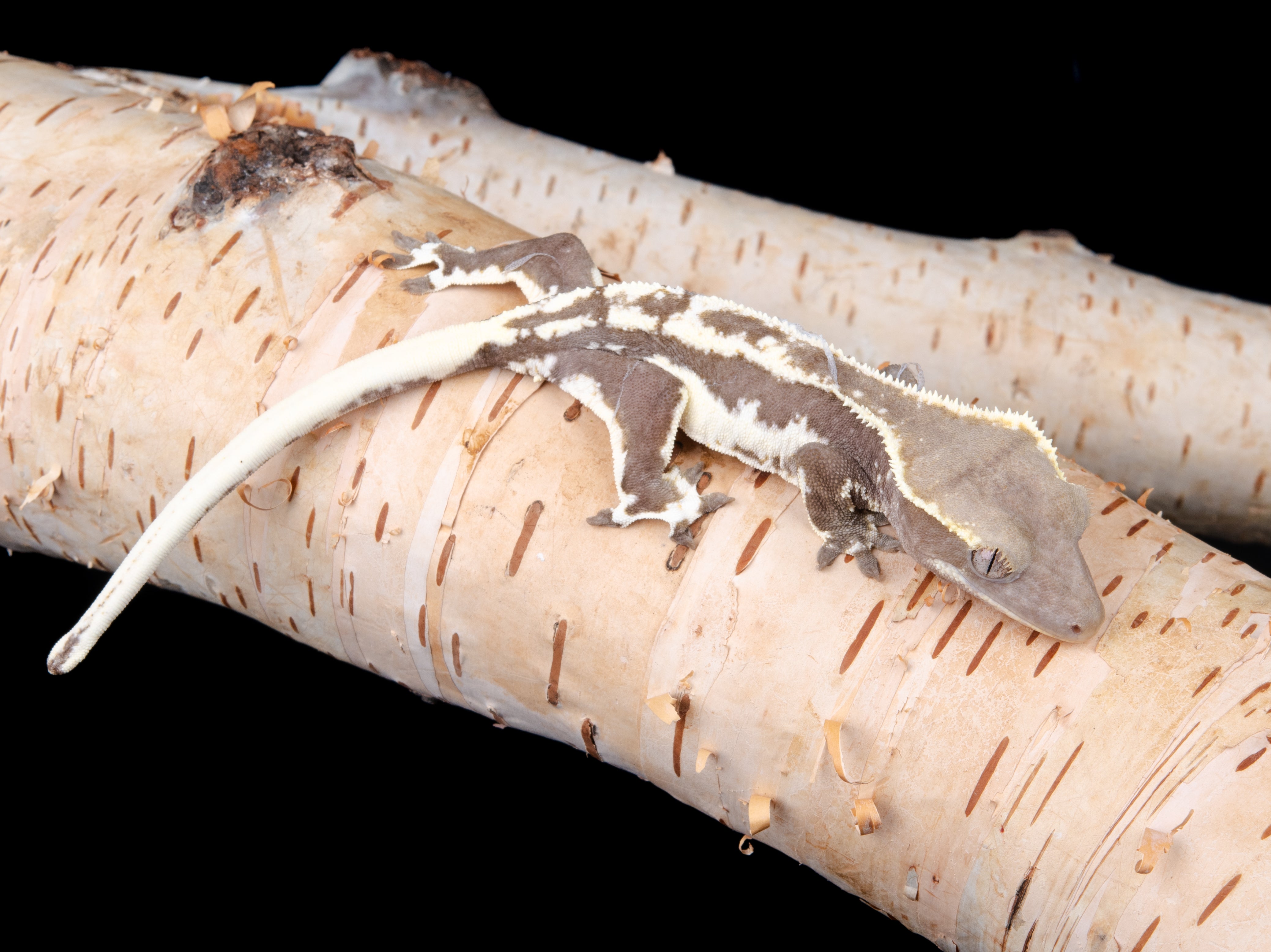 Poss. Female Lilly White Axanthic (LWAX-1104-23) – Northern Gecko Inc