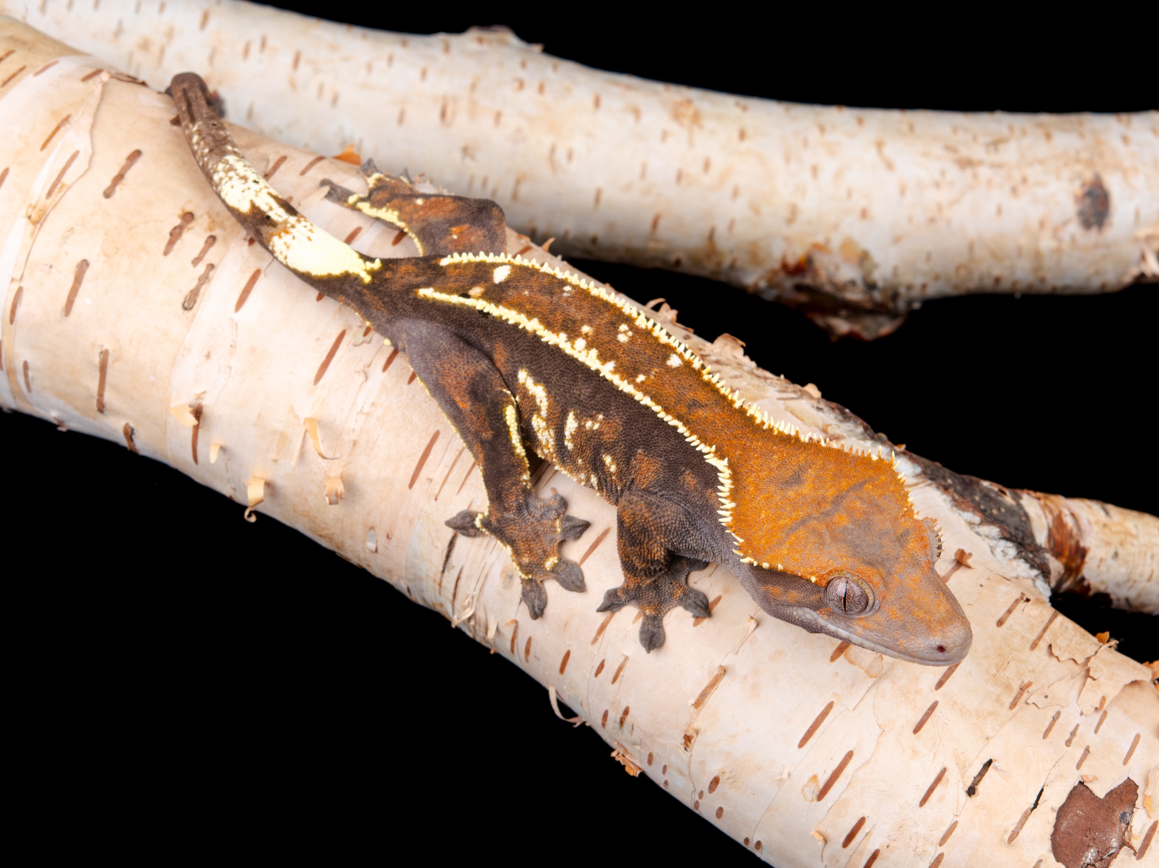 Female Cappuccino (CAP-1104-13) – Northern Gecko Inc