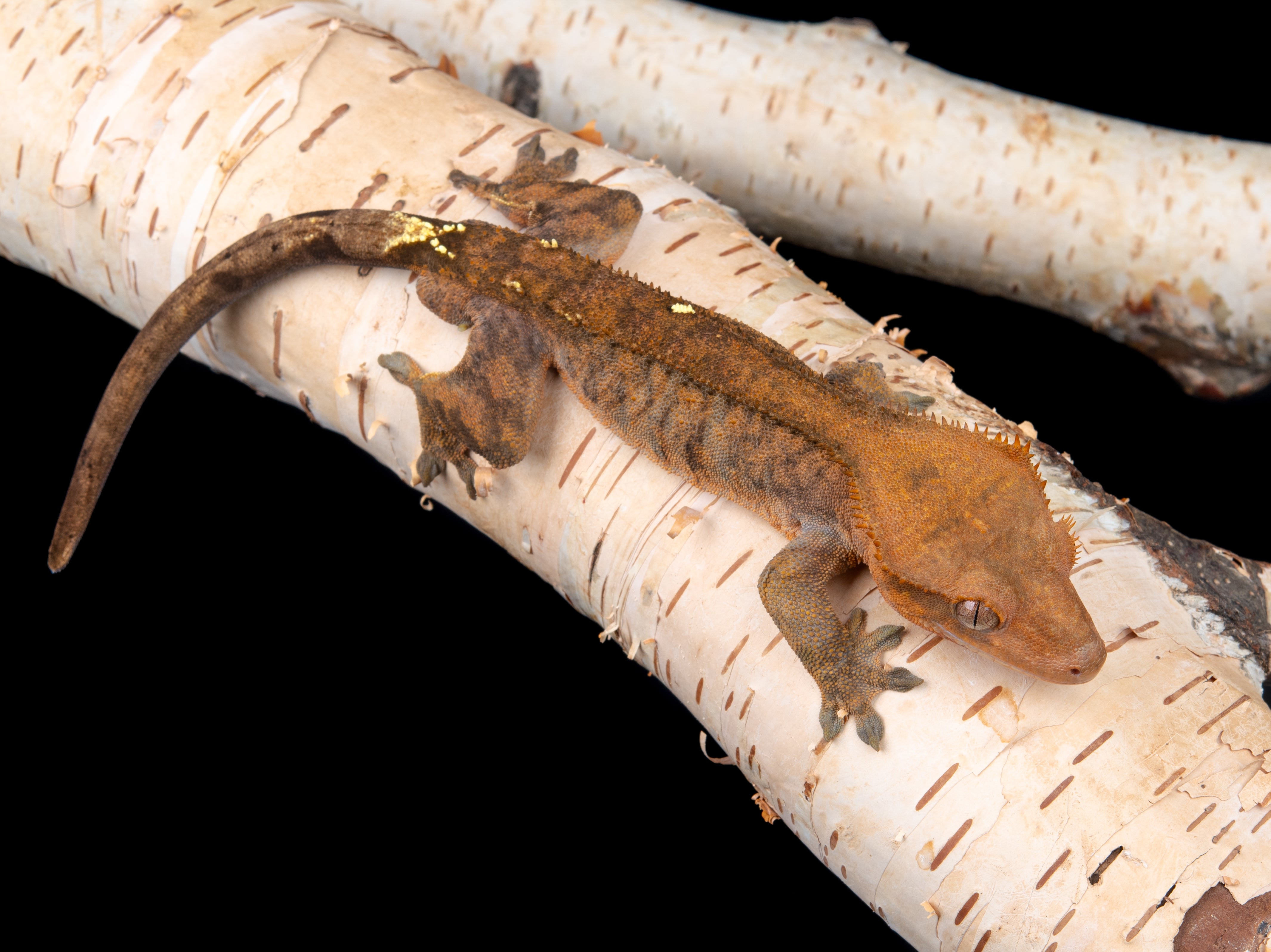 Male Cappuccino 100% het Axanthic (CAP(AX)1104-4) – Northern Gecko Inc