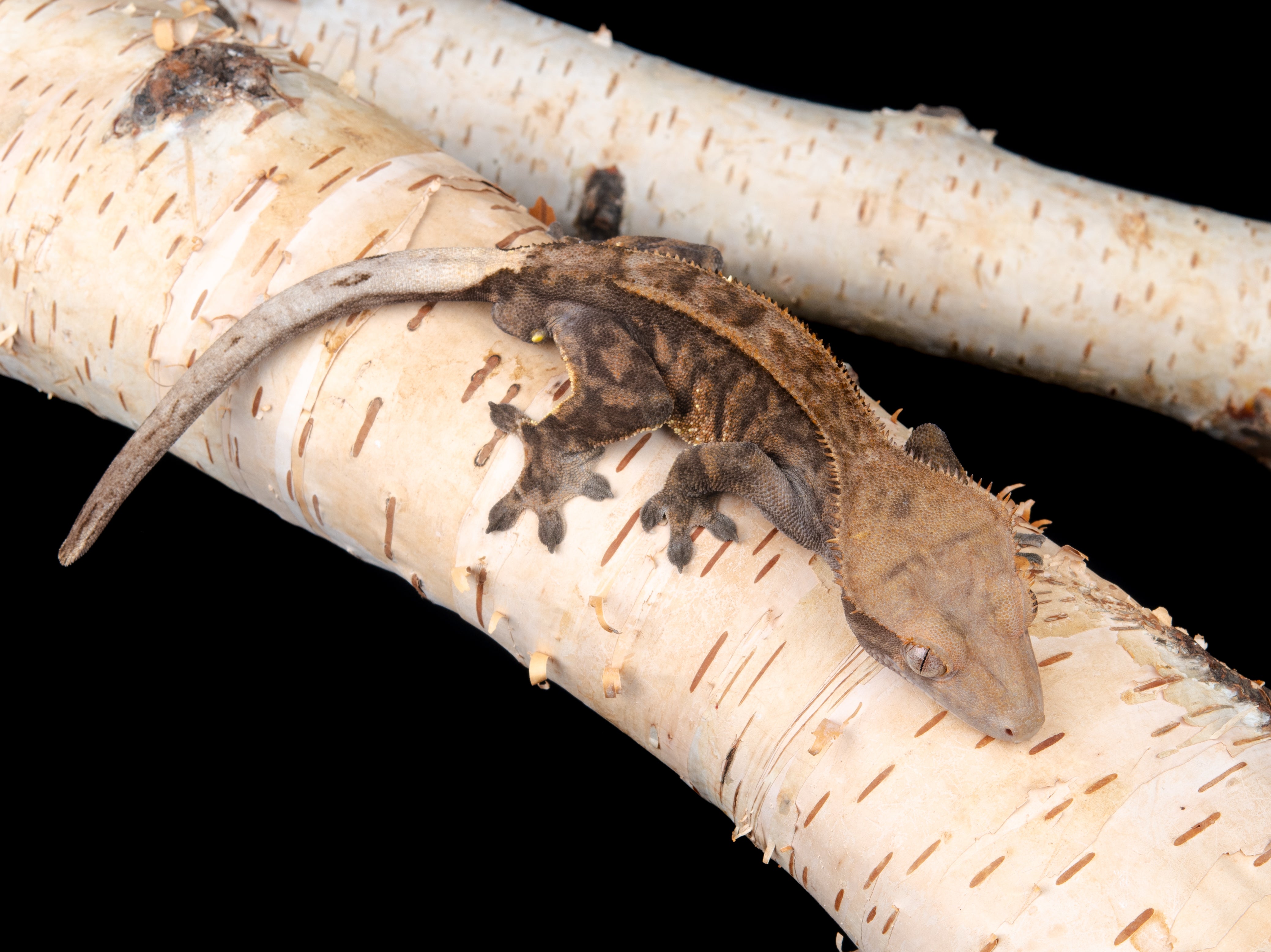 Male Cappuccino (CAP-1104-2) – Northern Gecko Inc