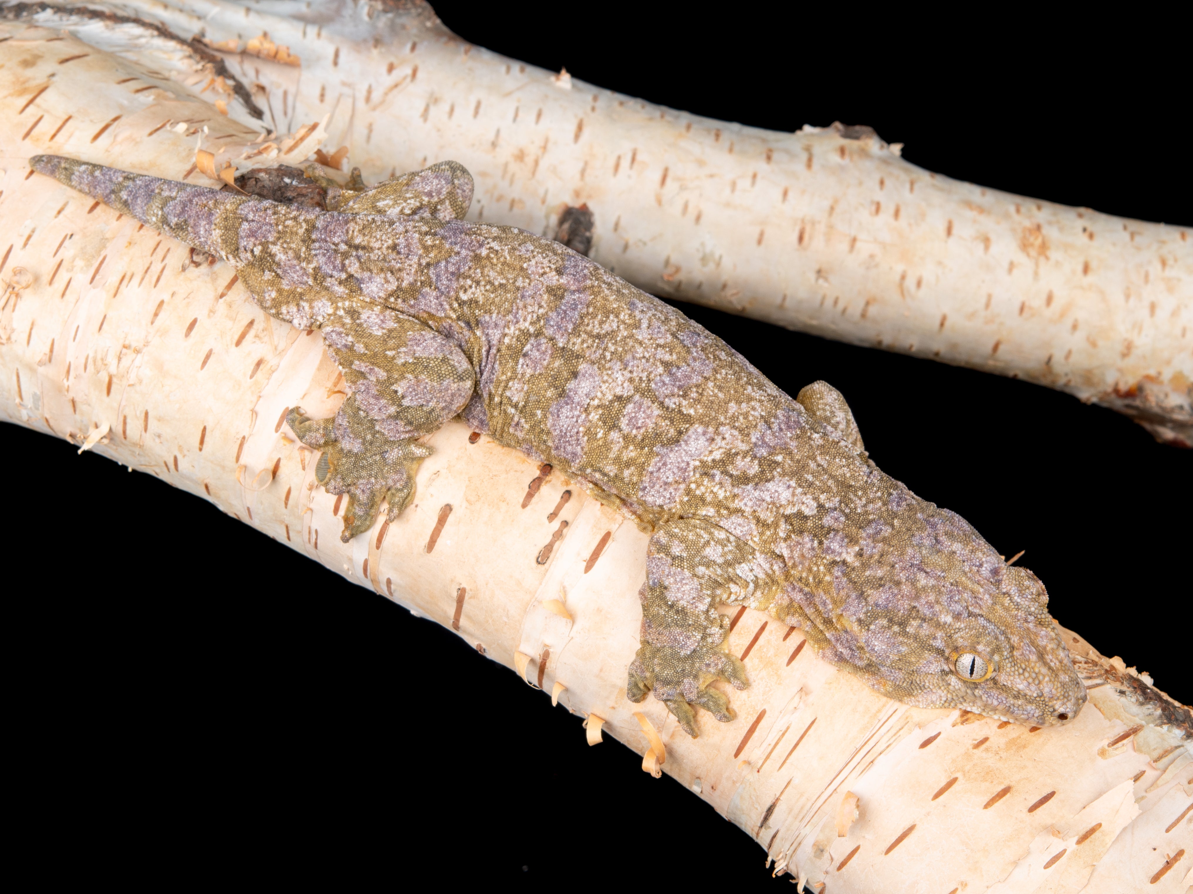 Male Nuu Ana **Dragon Fruit Line** (ANFF-1104-17) – Northern Gecko Inc
